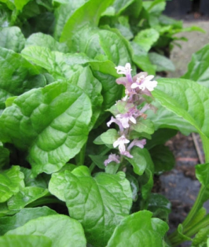 Ajuga reptans rosea - rosa Günsel
