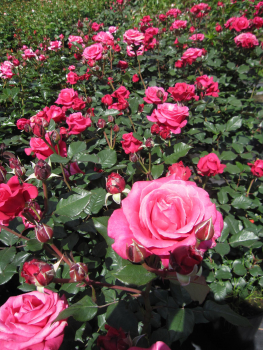 Rosa Charisma ® - Edelrose Charisma