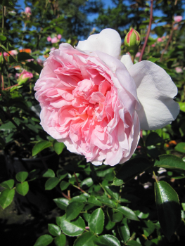 Englische Rose Wildeve - Rosa Wildeve