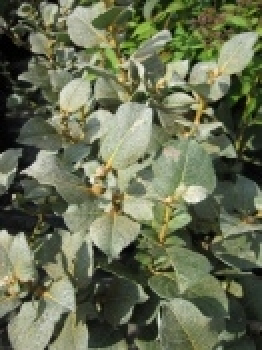 Wollweide Silber Zwergweide Salix lanata