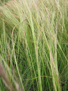 Stipa tenuissima Pony Tails Zartes Federgras Frauenhaargras Engelshaar