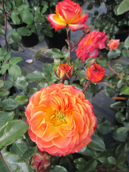 Rosa Meteor ® - Beetrose Meteor ® - Kordes Rose