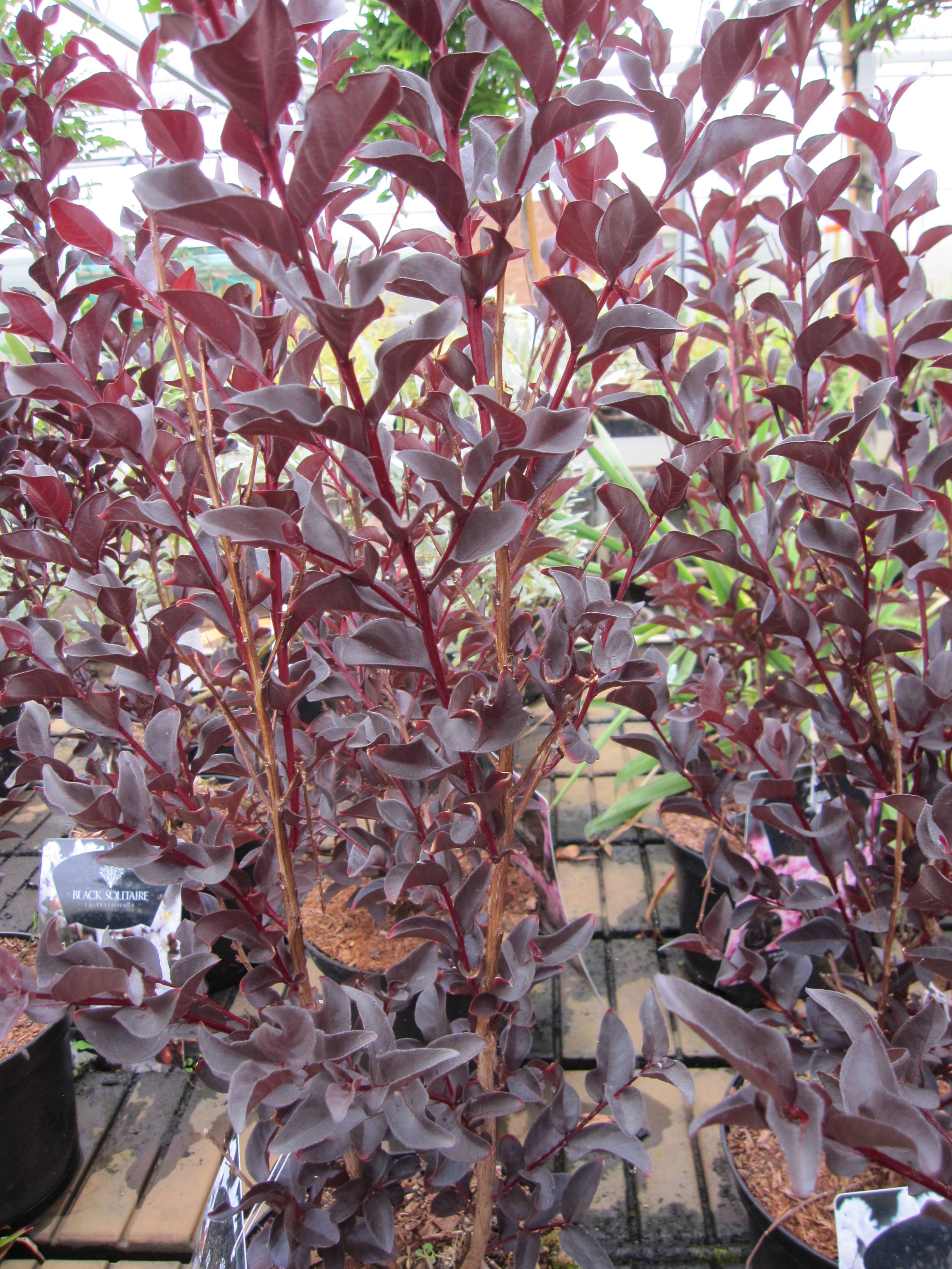 Lagerstroemia Shell Pink Lagerstroemia indica Shell Pink Lagerstroemia ...