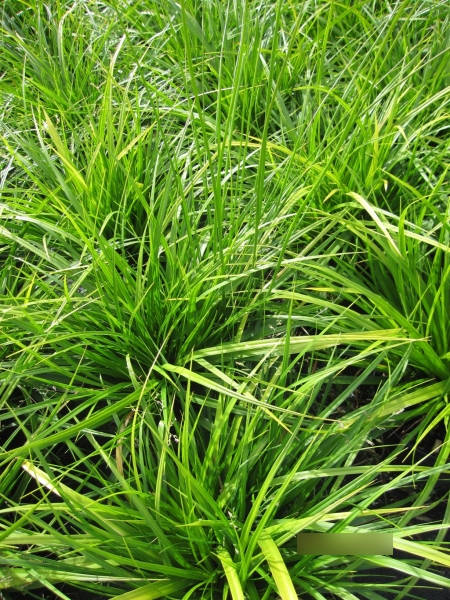 Carex morrowii J.S. Mosten - Japansegge J.S. Mosten