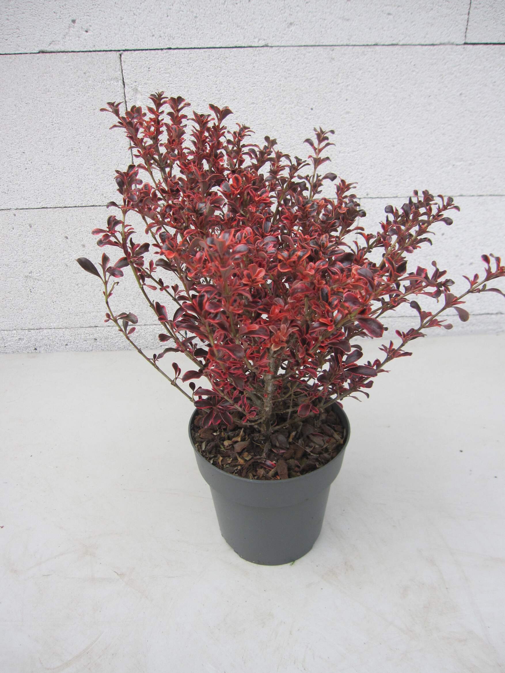 Coprosma Fireburst - Spiegelbusch Fireburst