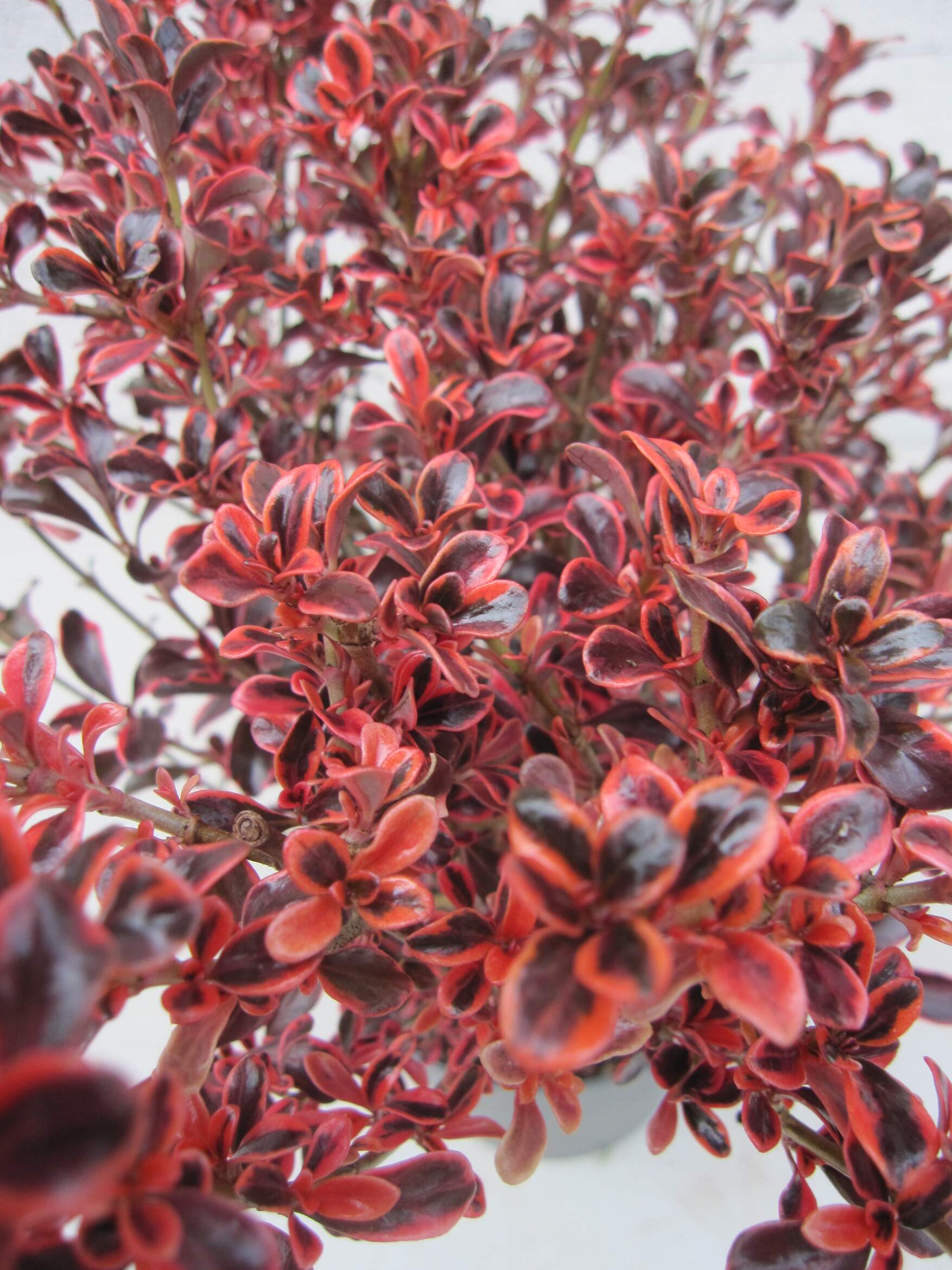 Coprosma Fireburst - Spiegelbusch Fireburst