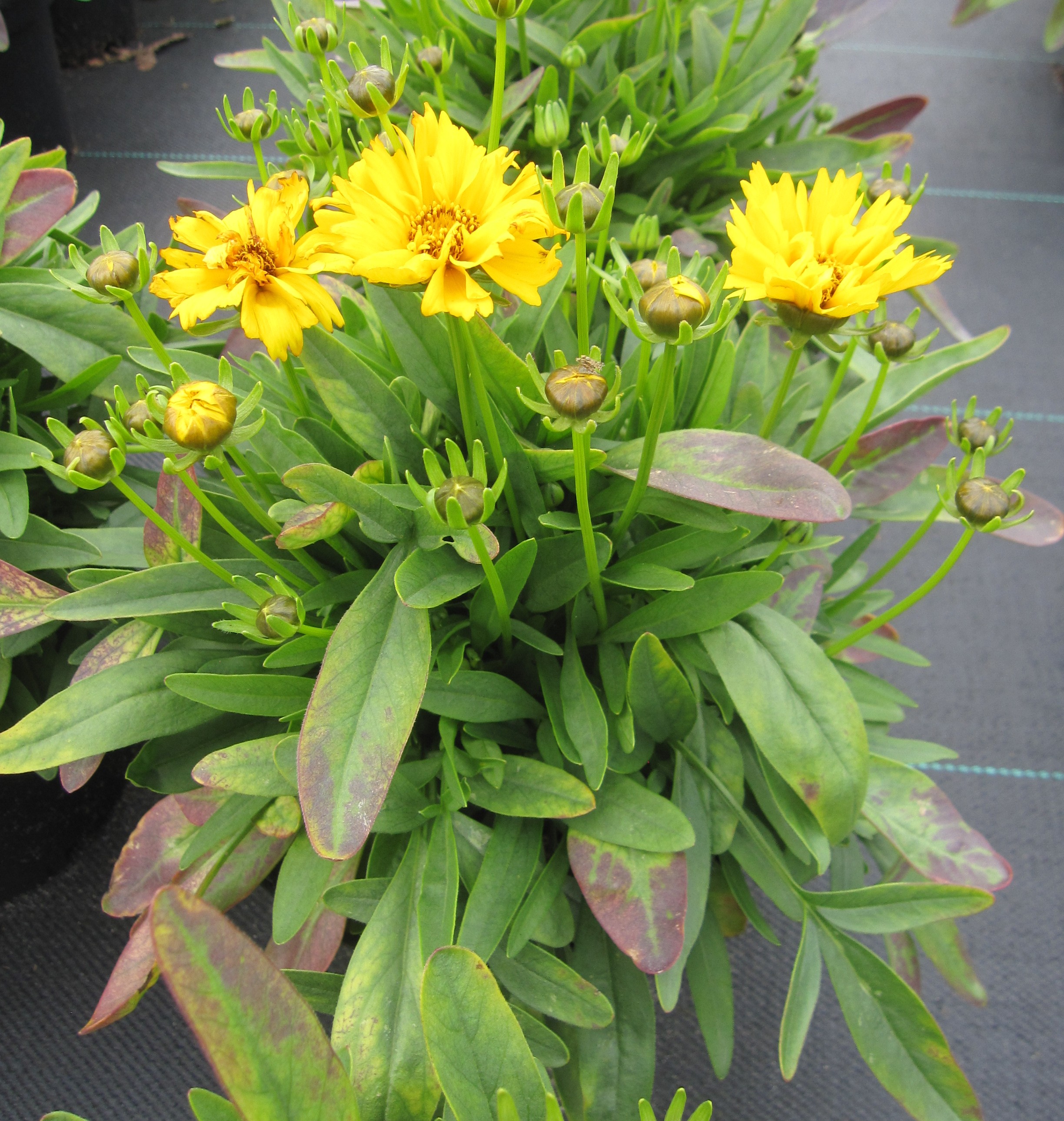 Großblumiges Mädchenauge - Coreopsis grandiflora Presto