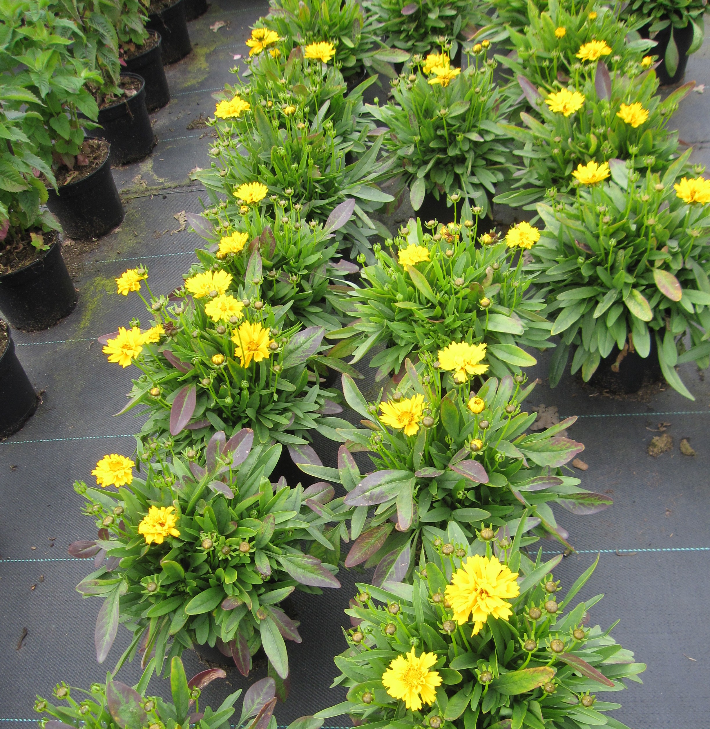 Großblumiges Mädchenauge - Coreopsis grandiflora Presto