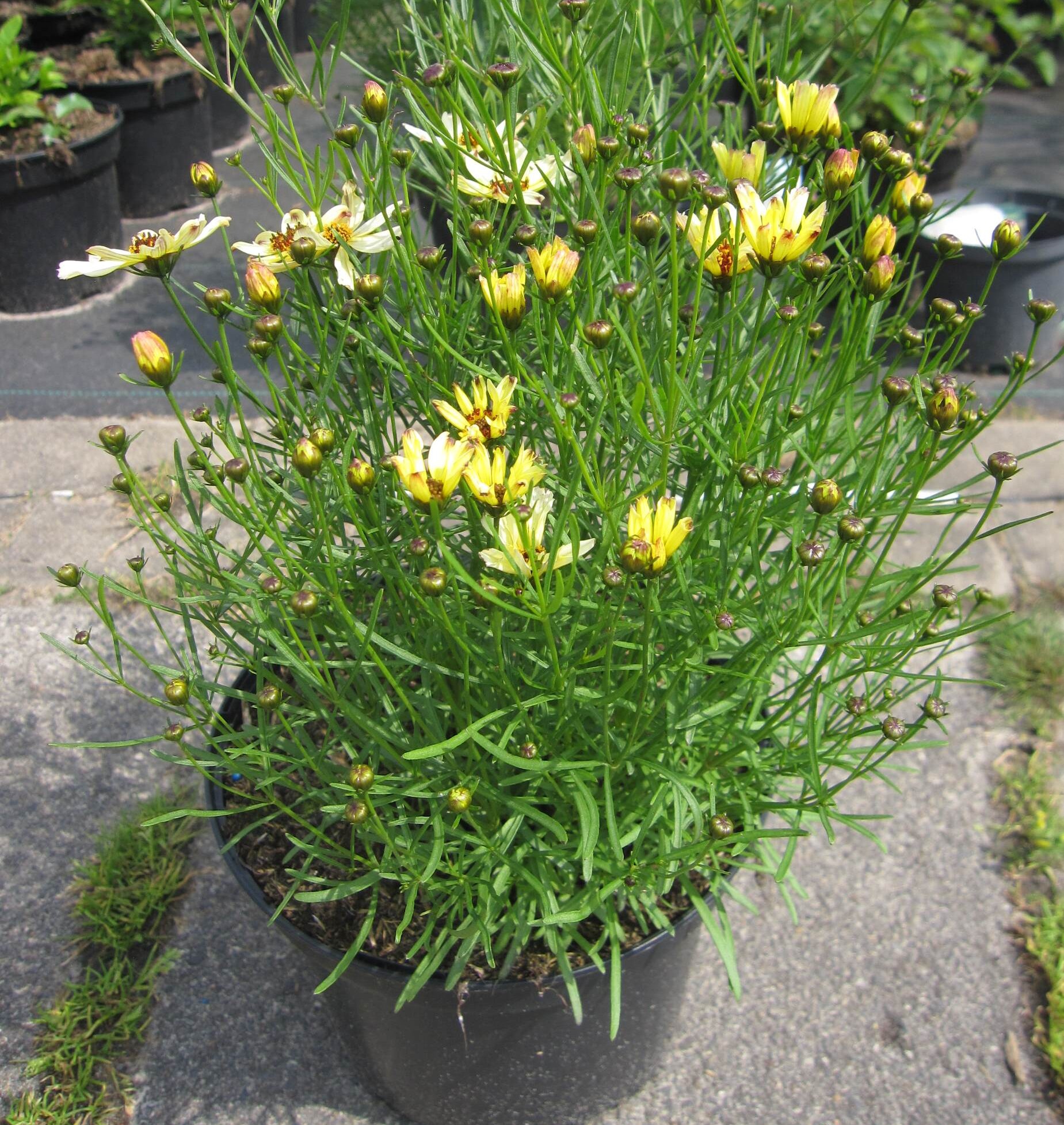 Quirlblättriges Mädchenauge Corleone Cream - Coreopsis verticillata ...