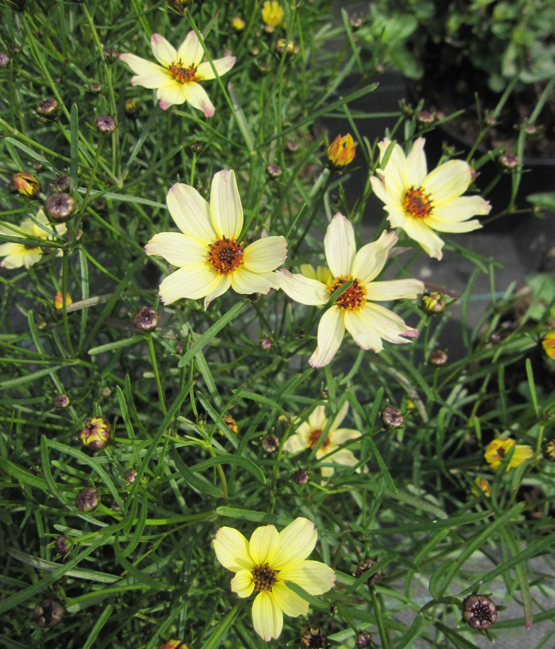 Quirlblättriges Mädchenauge Corleone Cream - Coreopsis verticillata ...