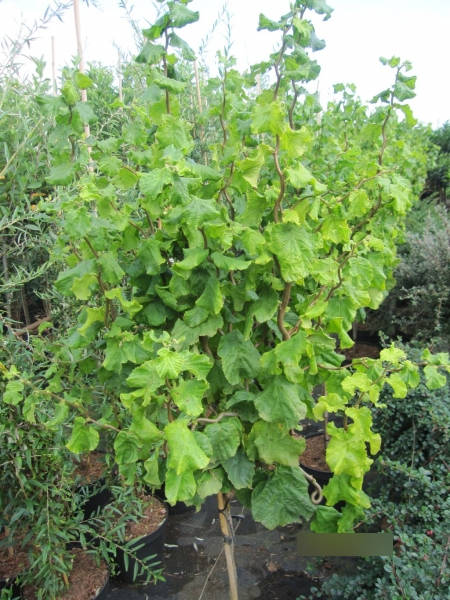 Corylus avellana Twister - Korkenzieherhaselnuss Twister