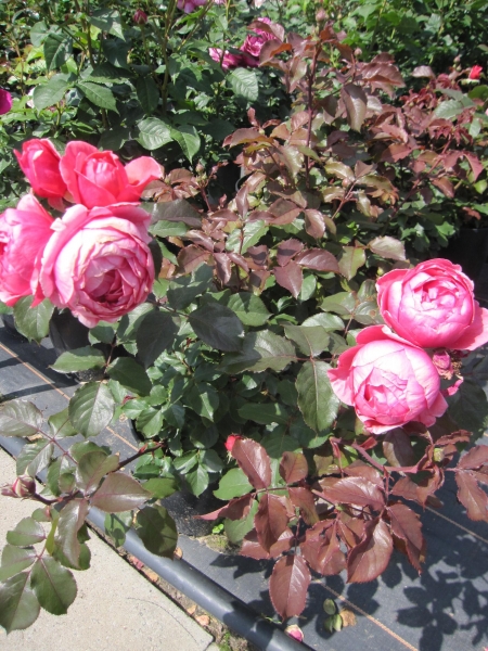 Rosa Gartenprinzessin Marie Jose ® - Stammrose ® - Kordes Rose - ADR Rose
