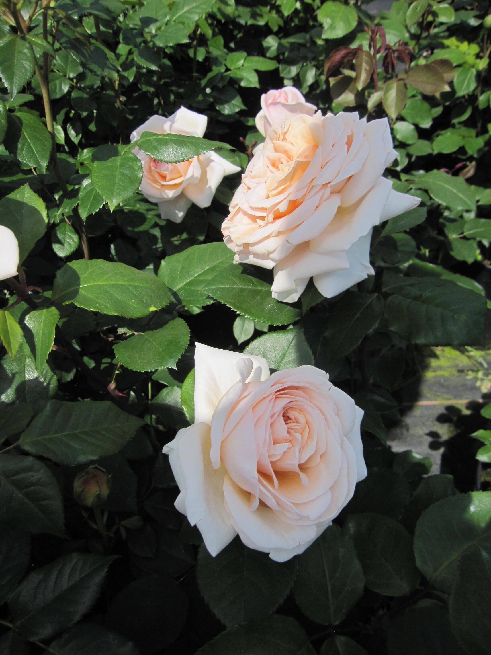 Rosa Better Times ® - Edelrose Better Times ® - Kordes Rose - Eleganza Rose