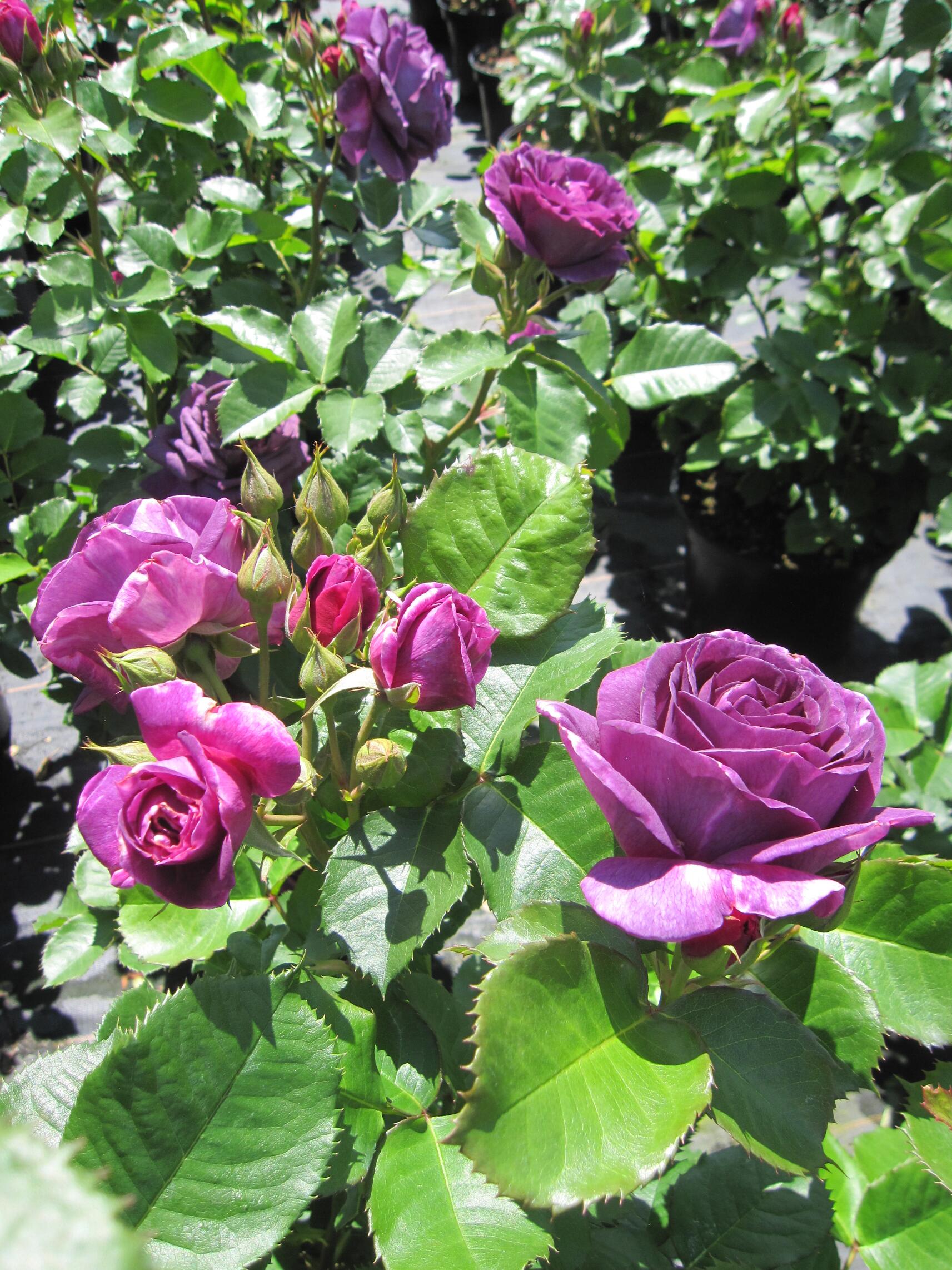 Rosa Minerva ® - Hochstammrose Minerva ® - Vissers Rose