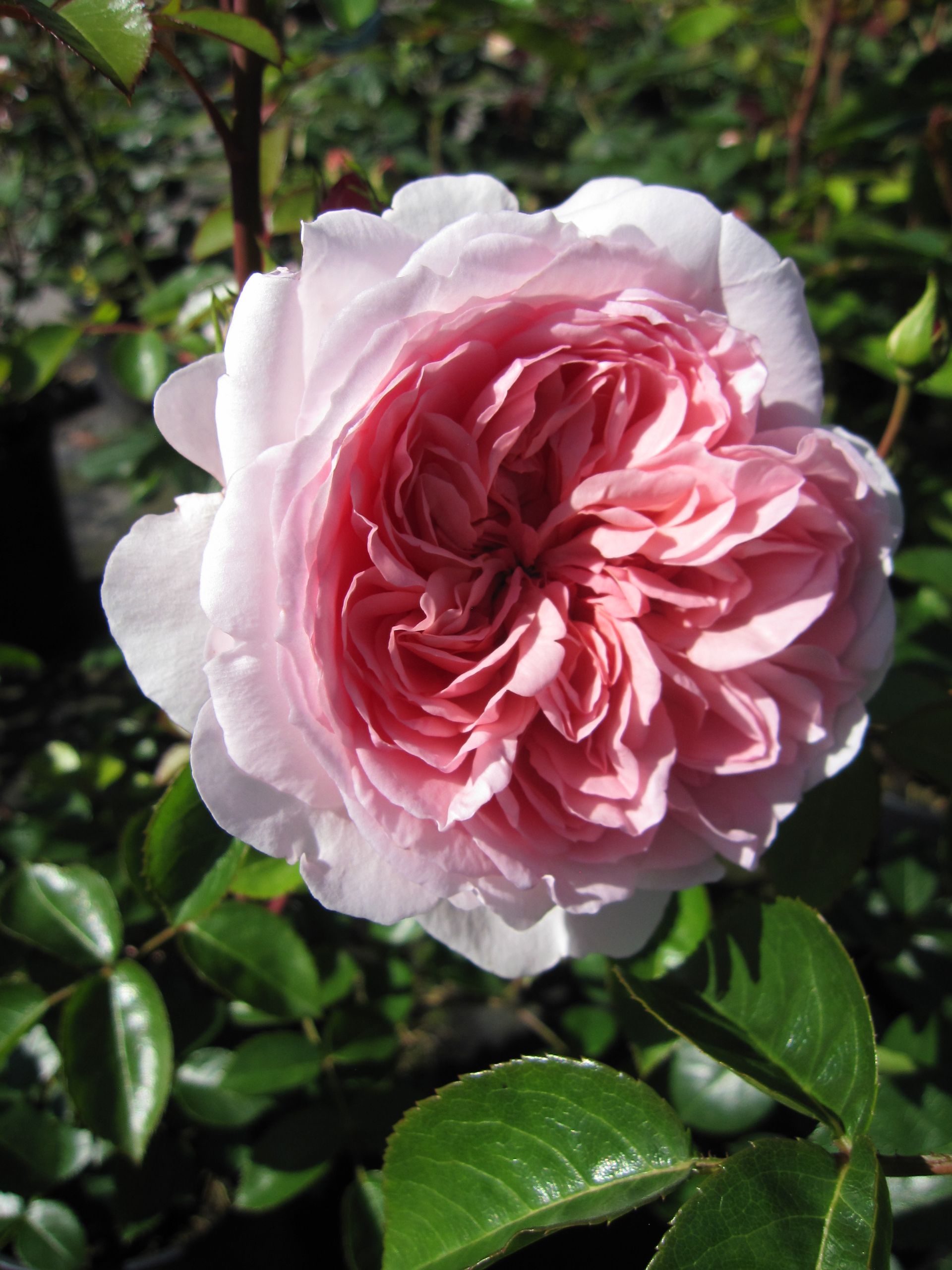Englische Rose Wildeve - Rosa Wildeve