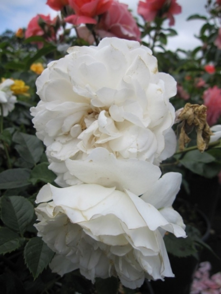 Strauchrose Great North Eastern® - Rosa Great North Eastern® - reinweiß ...