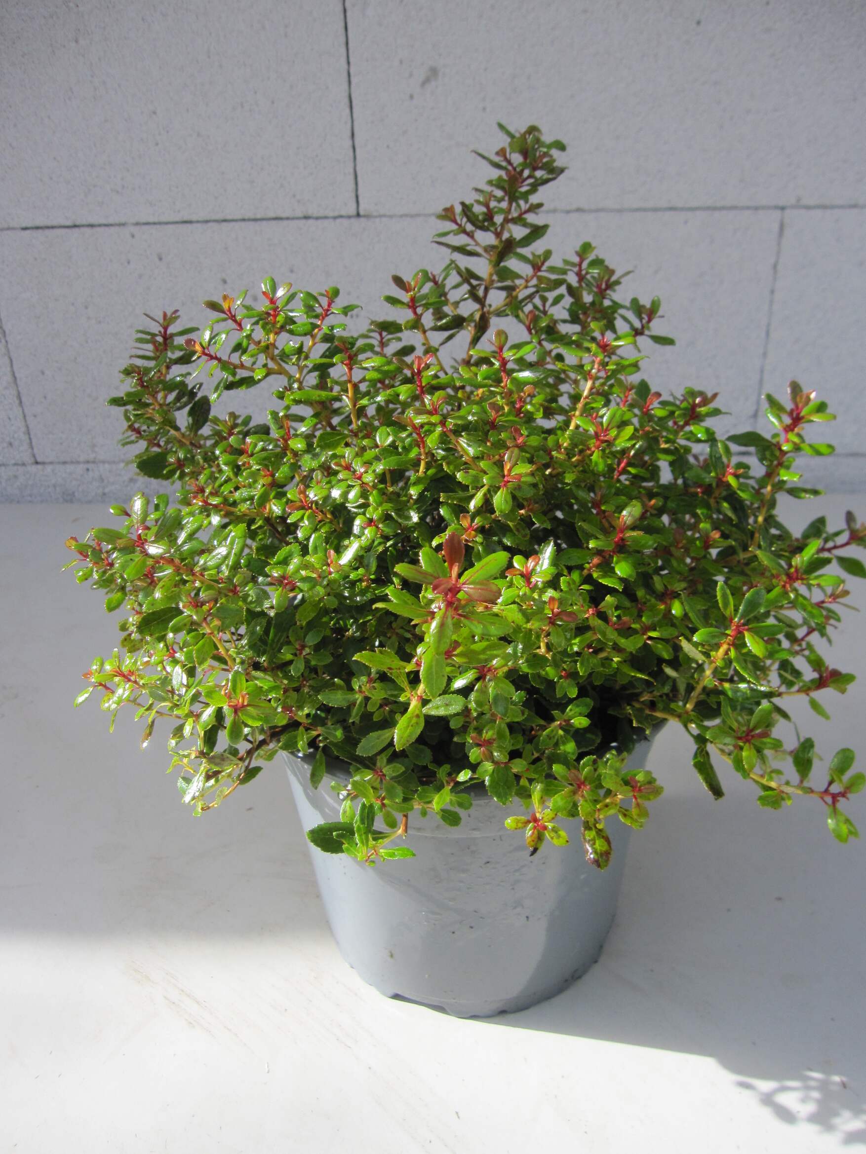 Andenstrauch Jamie - Escallonia Jamie