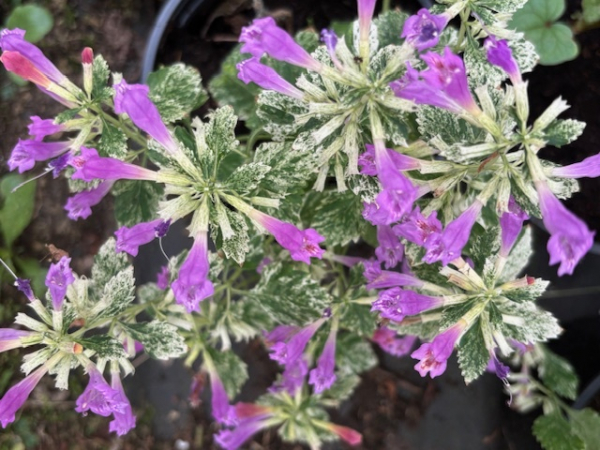 Calamintha grandiflora Variegata - Weißbunte Gartenbergminze