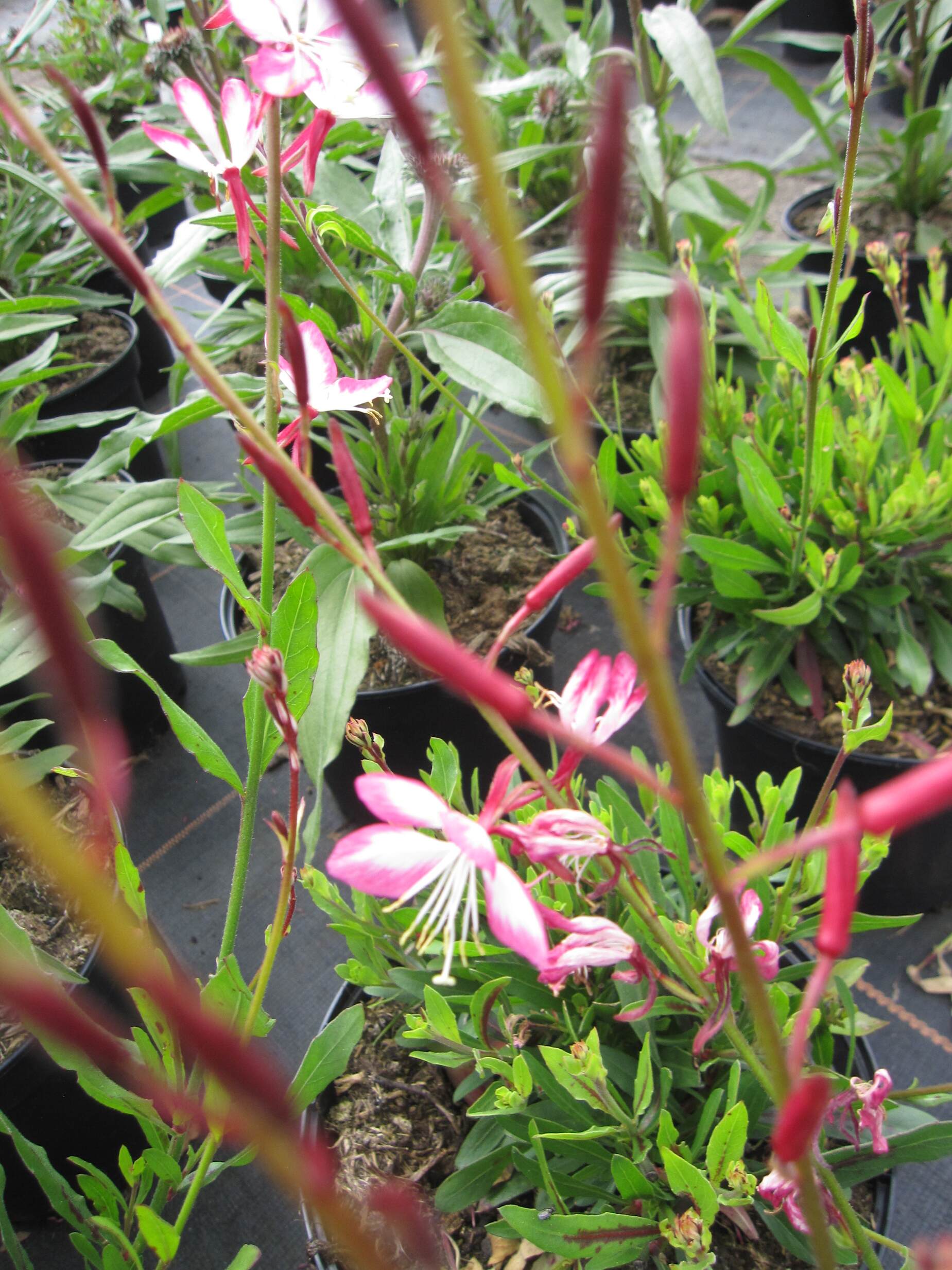 Garten-Prachtkerze Gambit Rose Bicolor - Gaura lindheimeri Gambit Rose ...