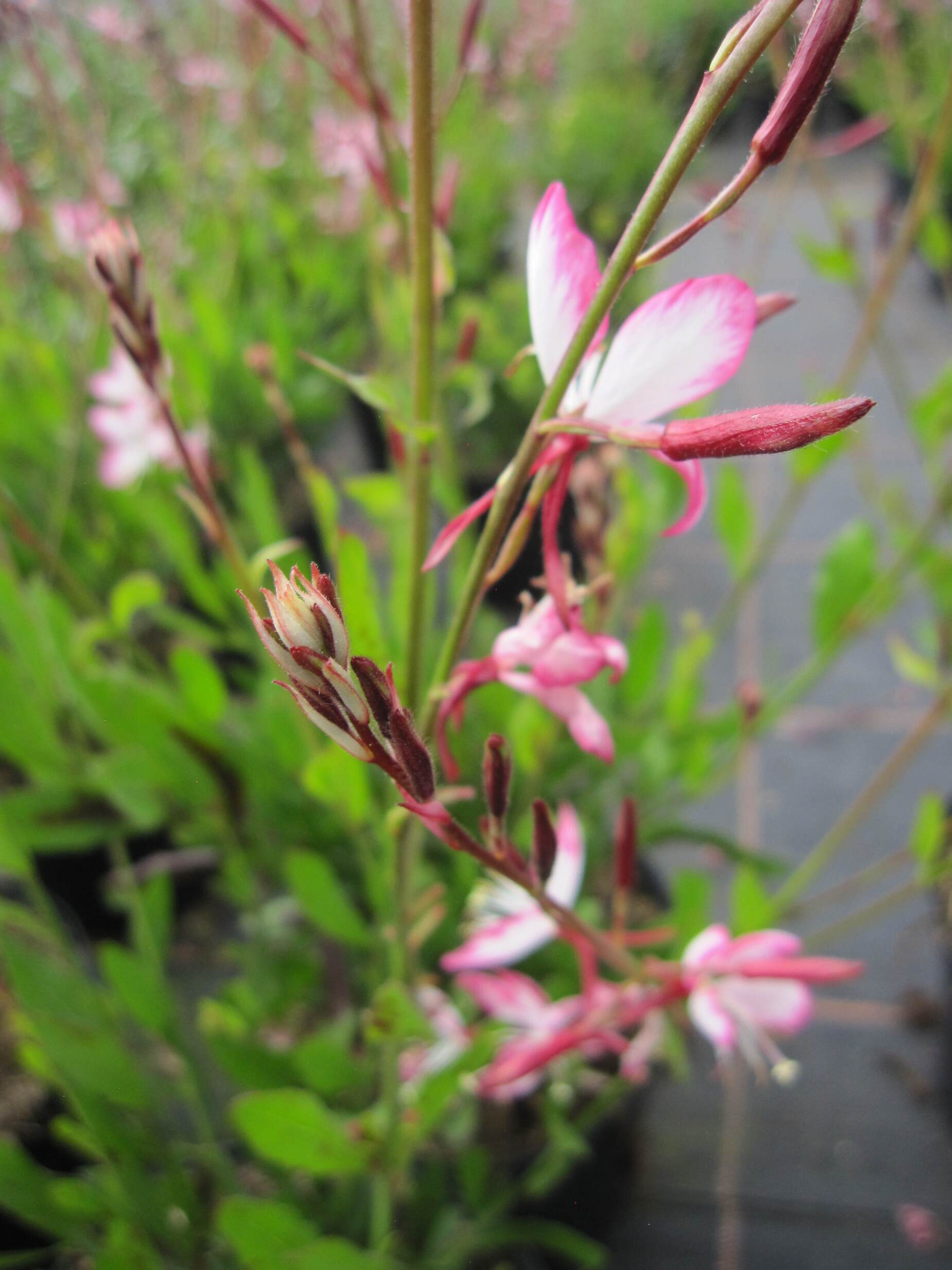 Garten-Prachtkerze Gambit Rose Bicolor - Gaura lindheimeri Gambit Rose ...