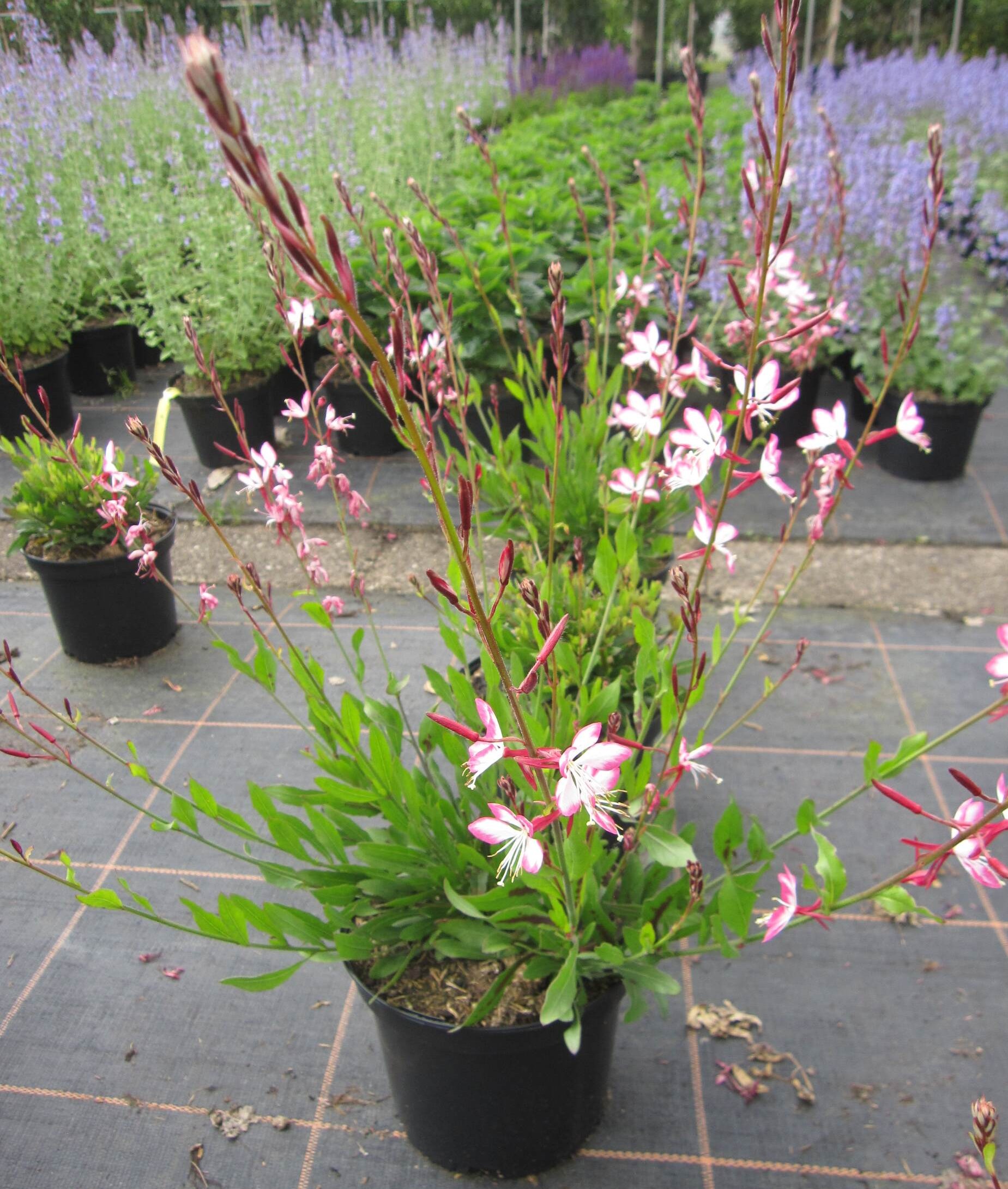 Garten-Prachtkerze Gambit Rose Bicolor - Gaura lindheimeri Gambit Rose ...