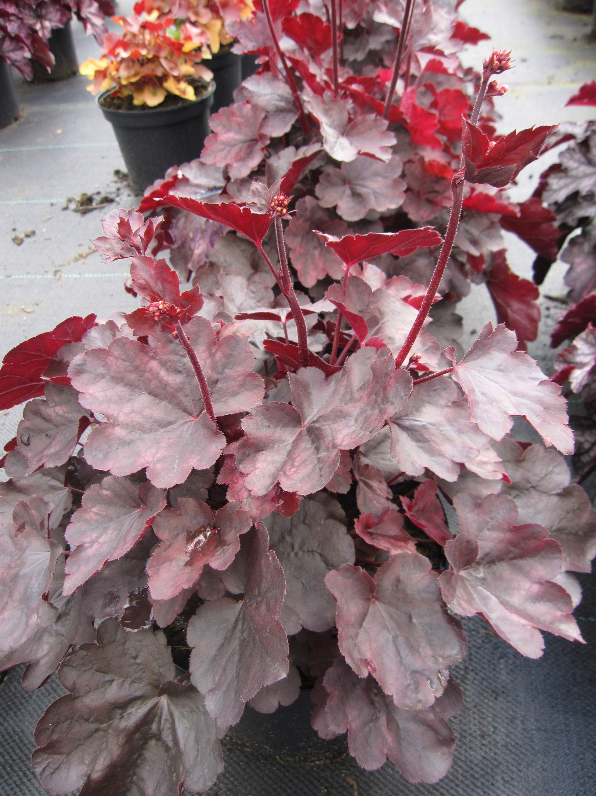 Heuchera x cultorum Starry Night Purpurglockchen Starry Night Blattschmuckpflanze