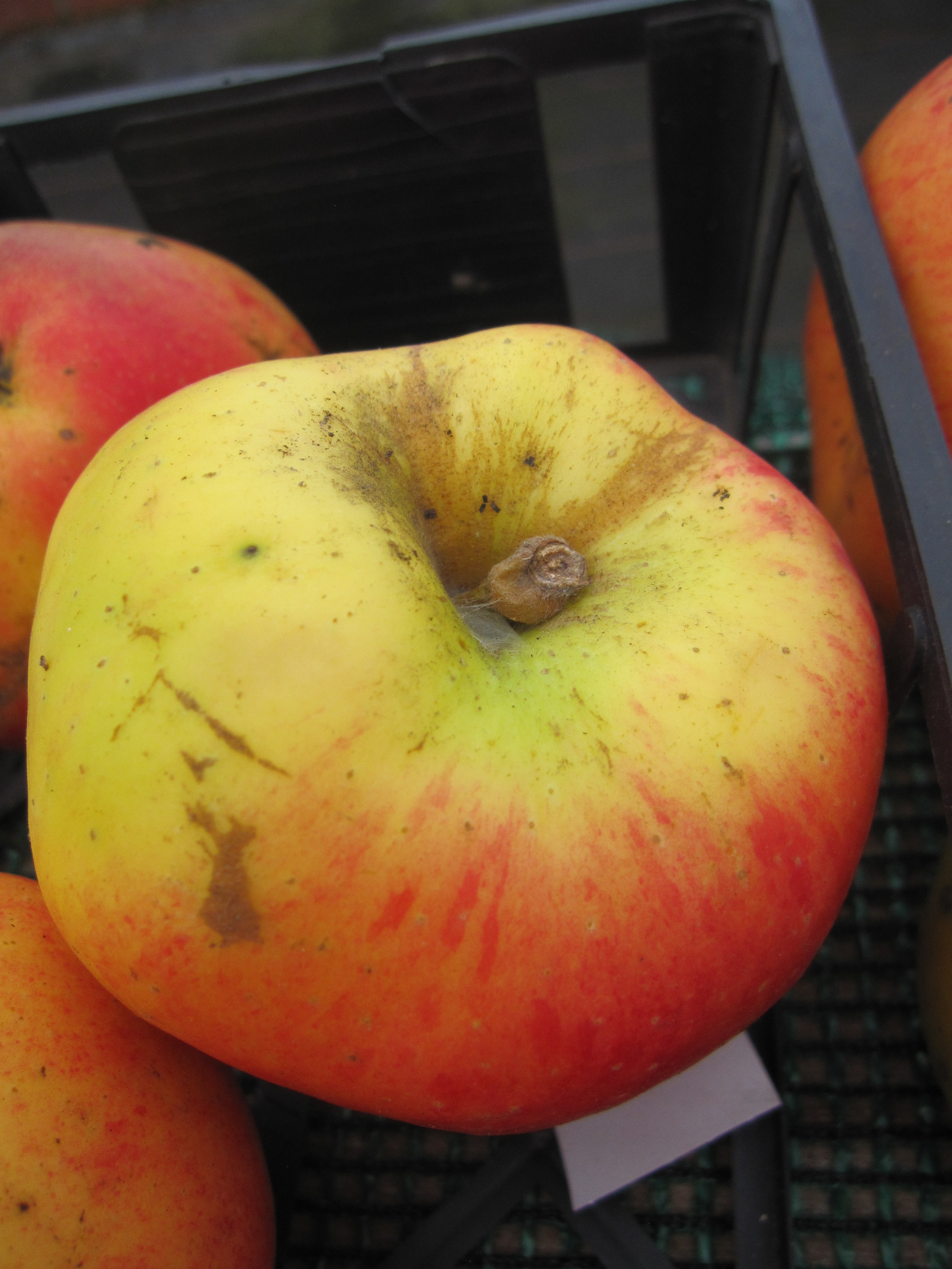 Malus Lohrer Rambur - Tafelapfel Lohrer Rambur