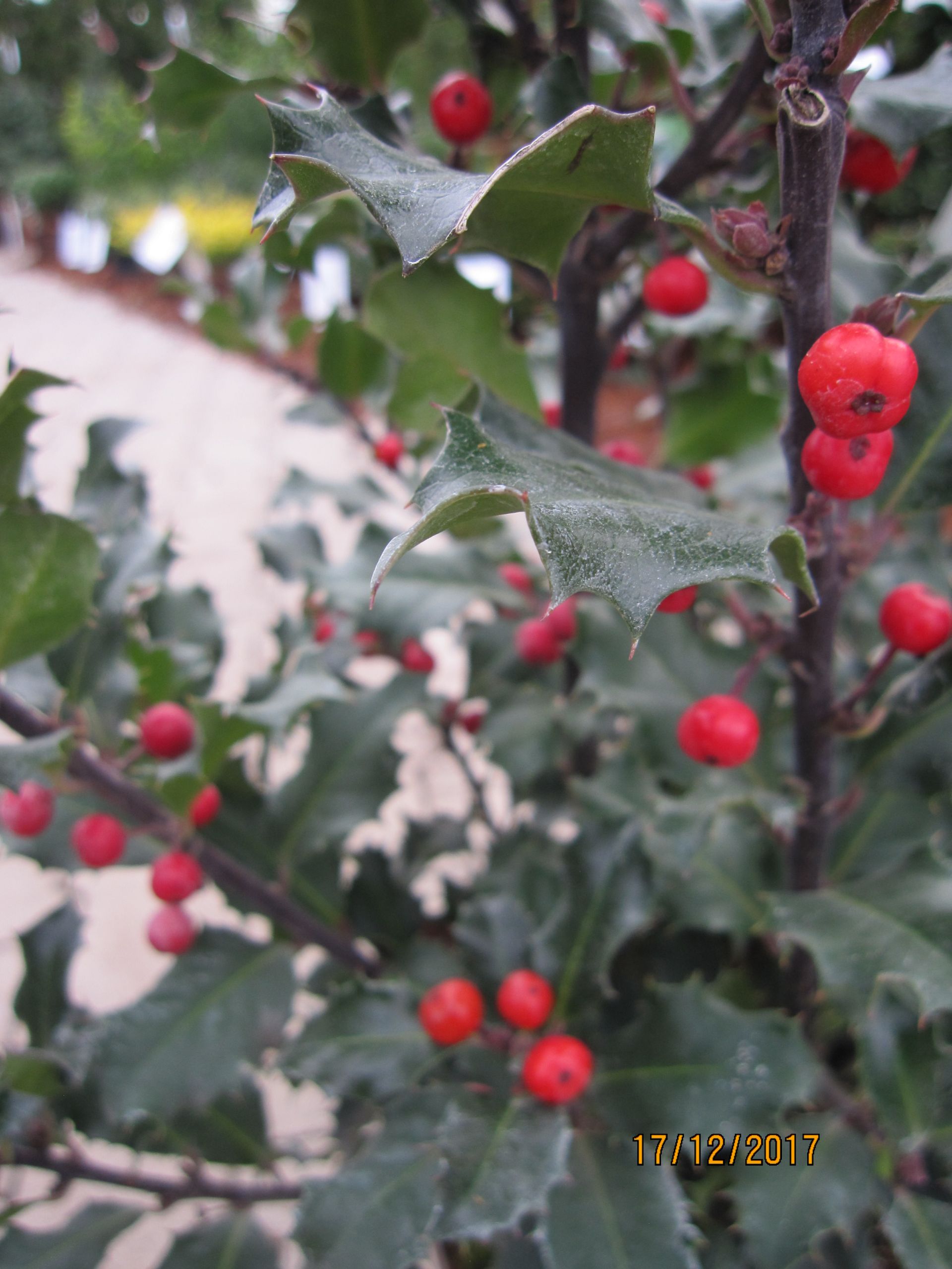 Ilex meserveae Blue Angel - Stechpalme Blue Angel