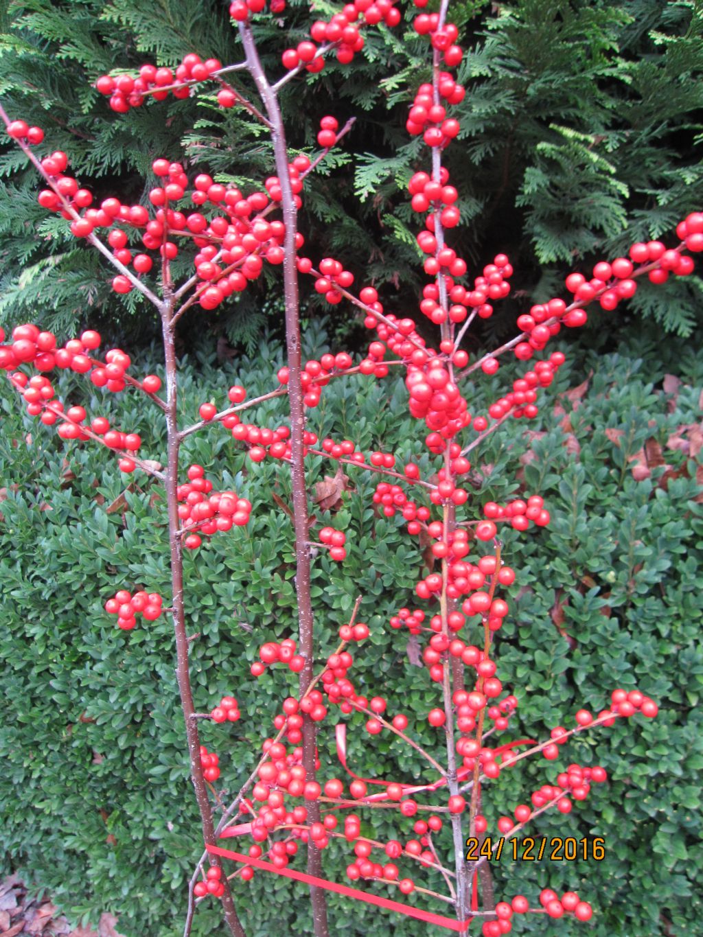 Ilex verticillata Red Sprite - Korallenhülse Red Sprite