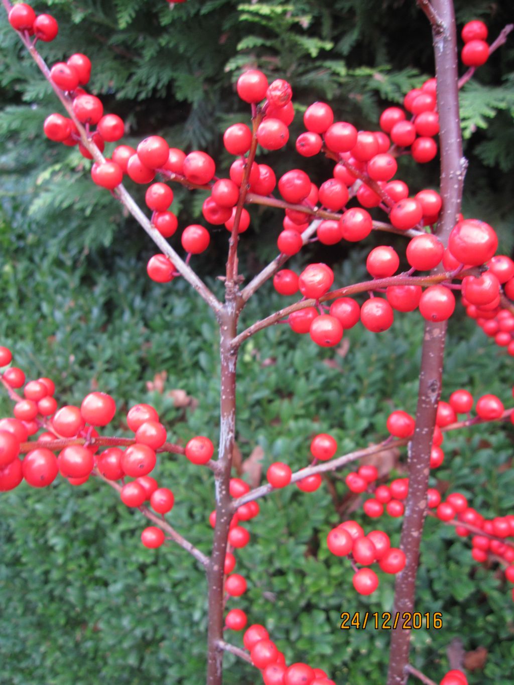 Ilex verticillata Red Sprite - Korallenhülse Red Sprite
