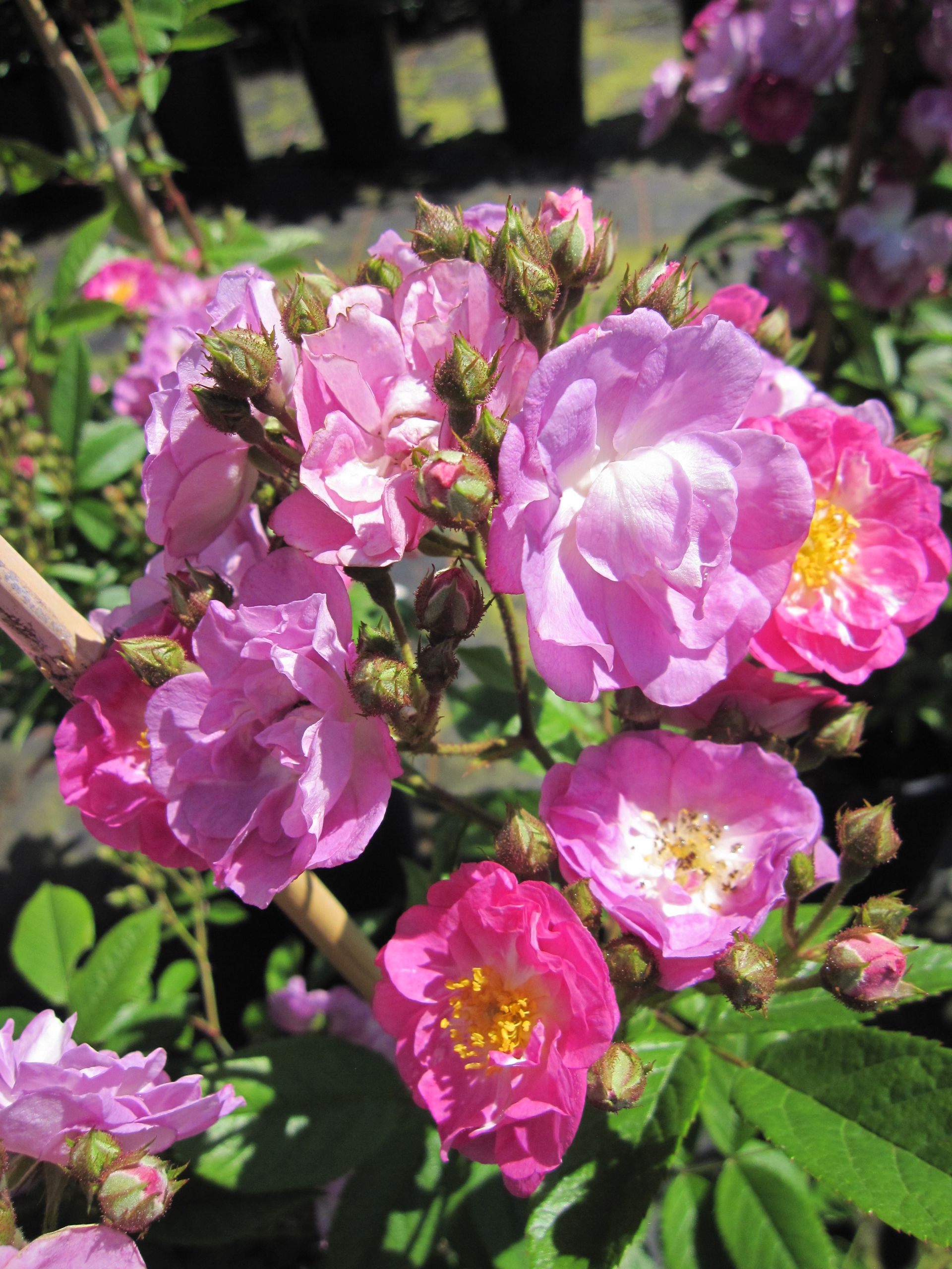 Kletterrose Robin Hood - Rosa Robin Hood
