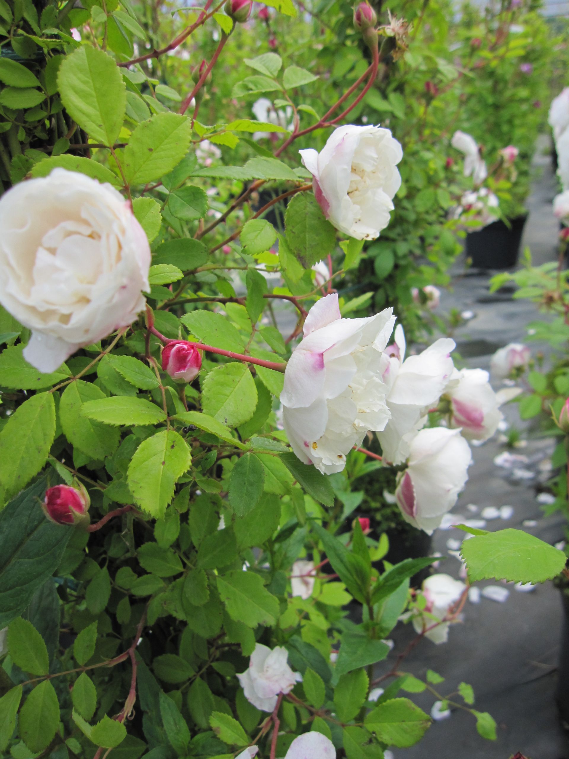 Kletterrose Venusta Pendula - Rosa Venusta Pendula