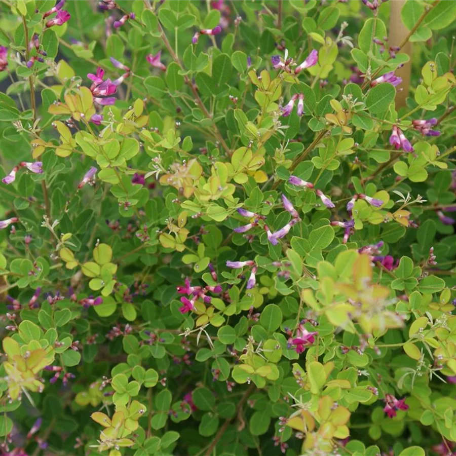 Lespedeza bicolor Yakushima - Zweifarbiger Buschklee