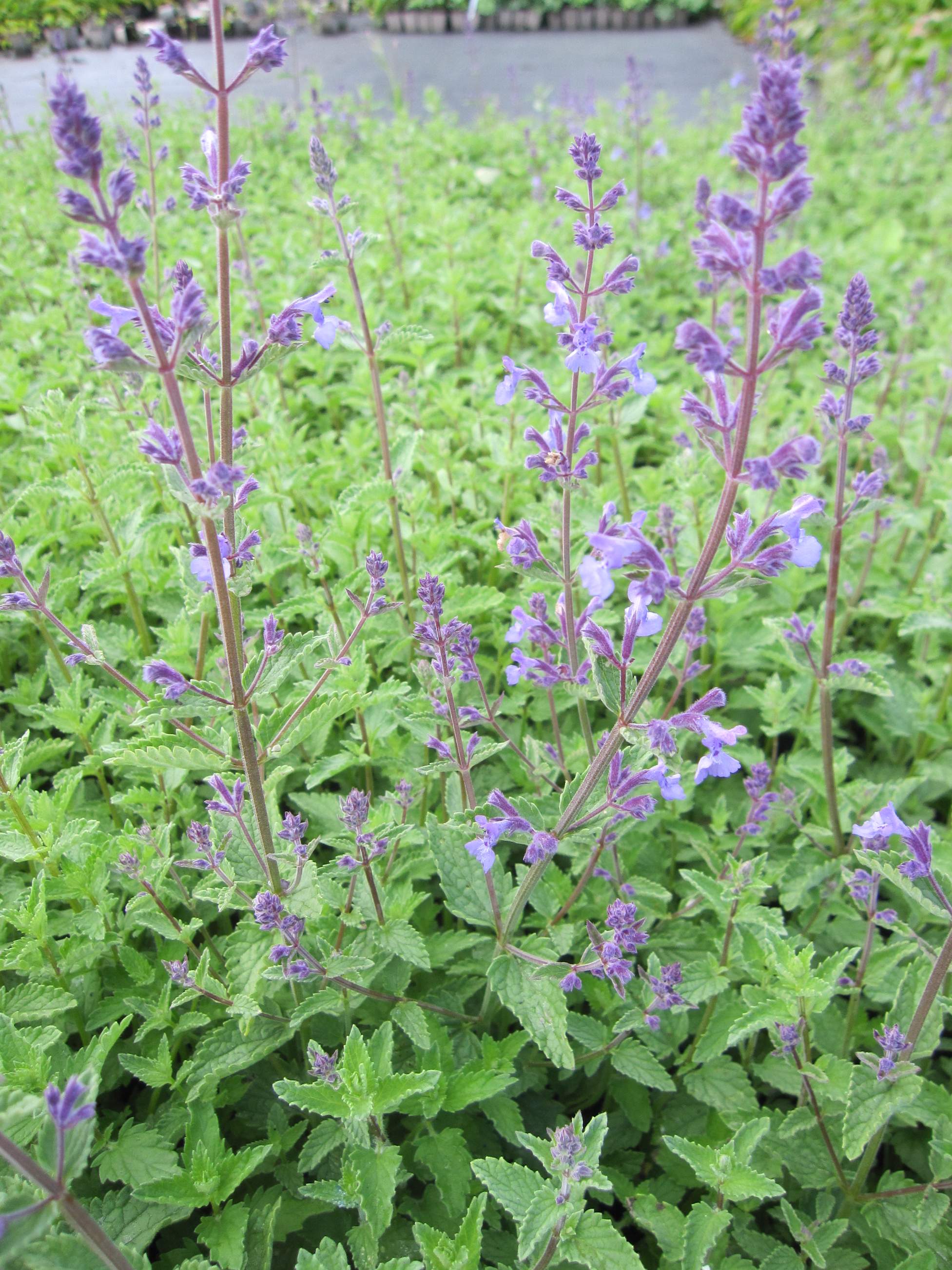 Nepeta x faassenii Junior Walker ® - Katzenminze Junior Walker