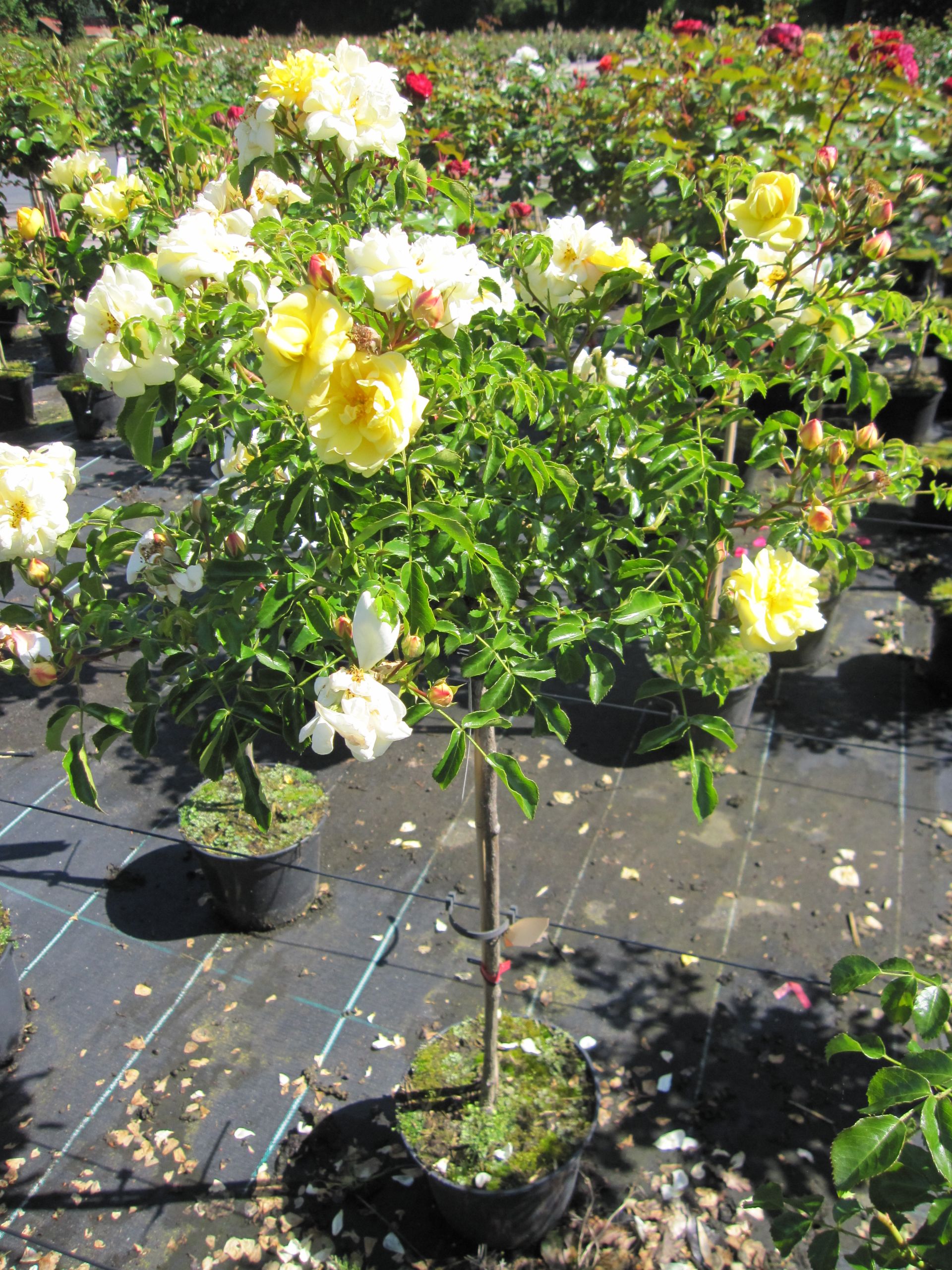 Stammrose Sunny Rose - Rosa Sunny Rose