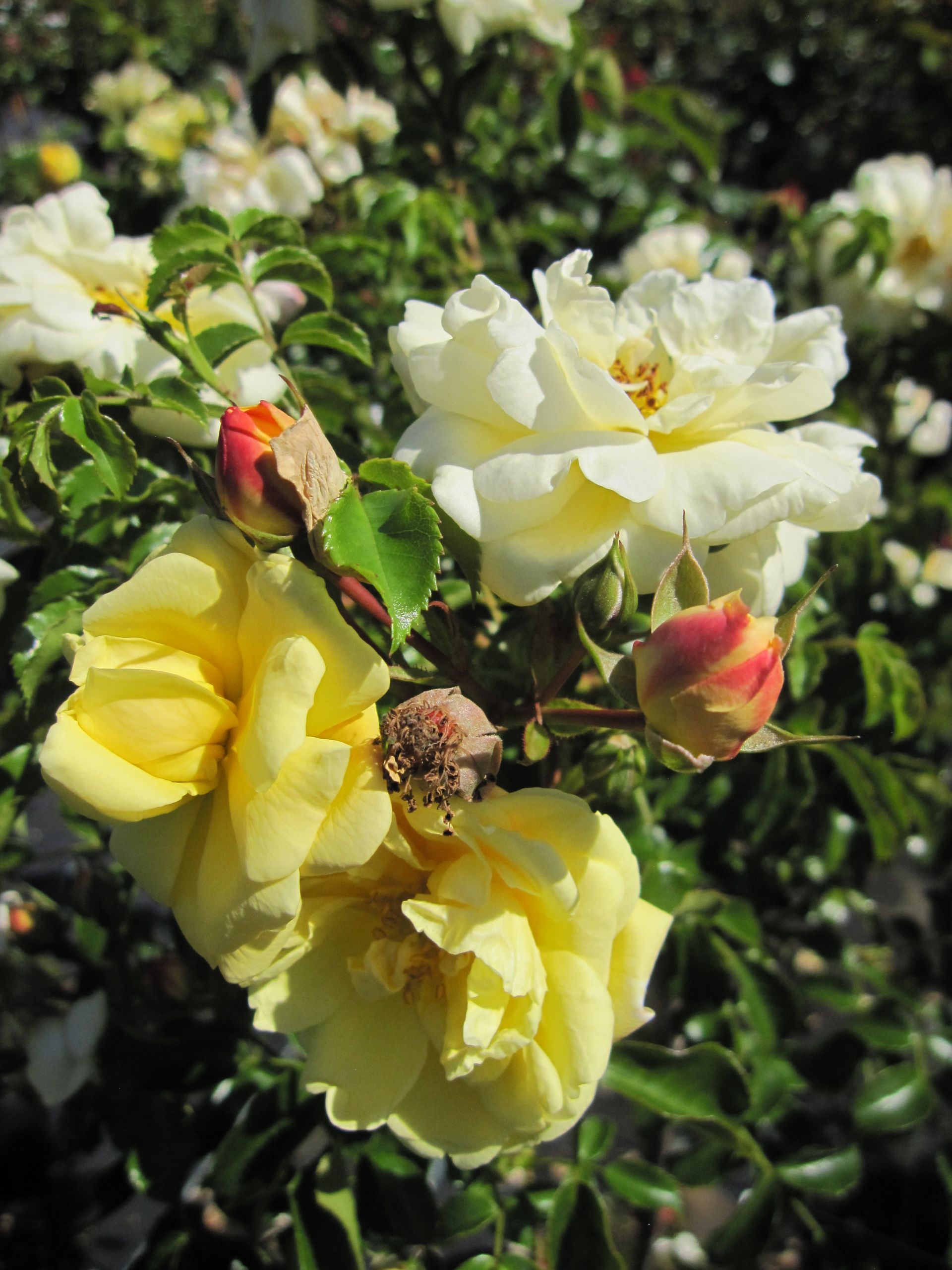 Stammrose Sunny Rose - Rosa Sunny Rose