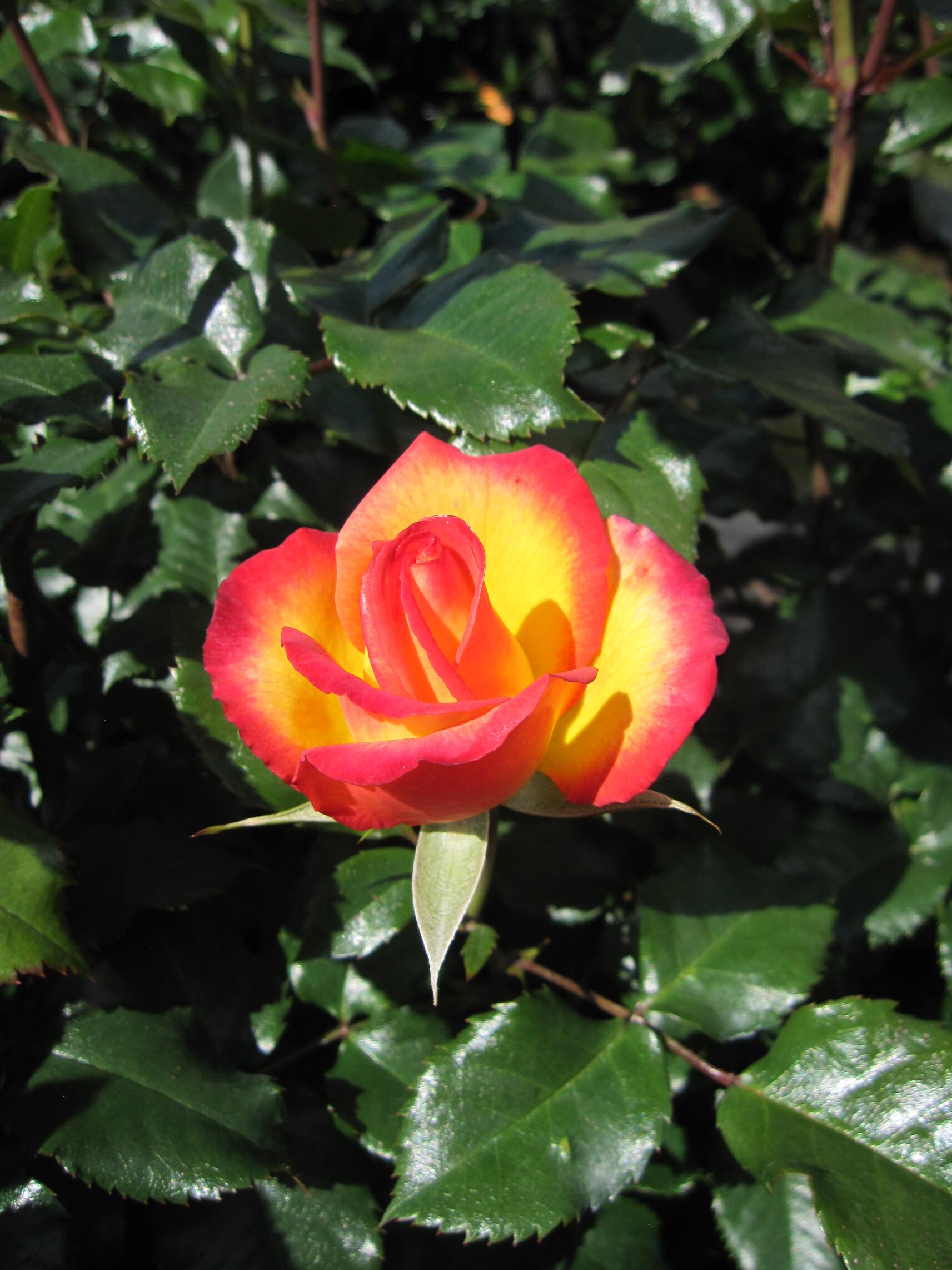 Rosa Comedy ® - Strauchrose Comedy ® - Noack Rose - ADR Rose