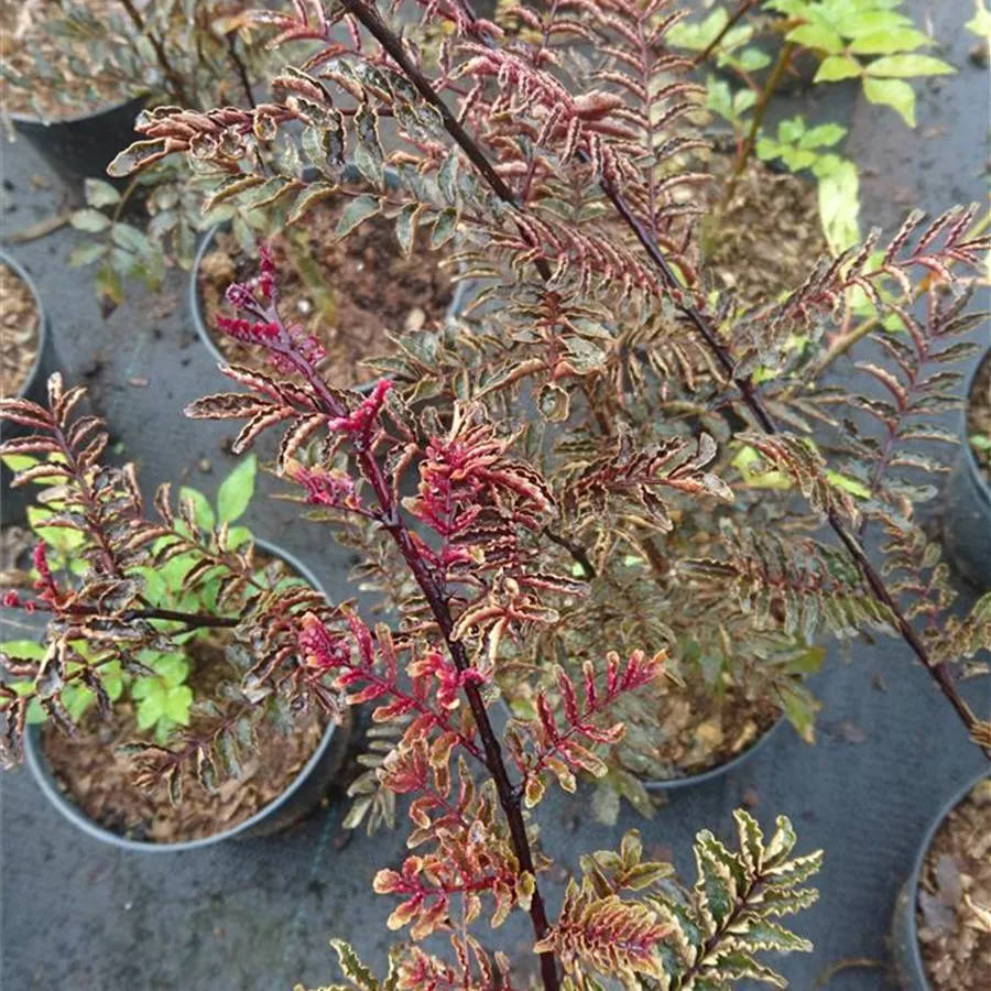 Zanthoxylum simulans Red Leafs - Täuschende Stachelesche