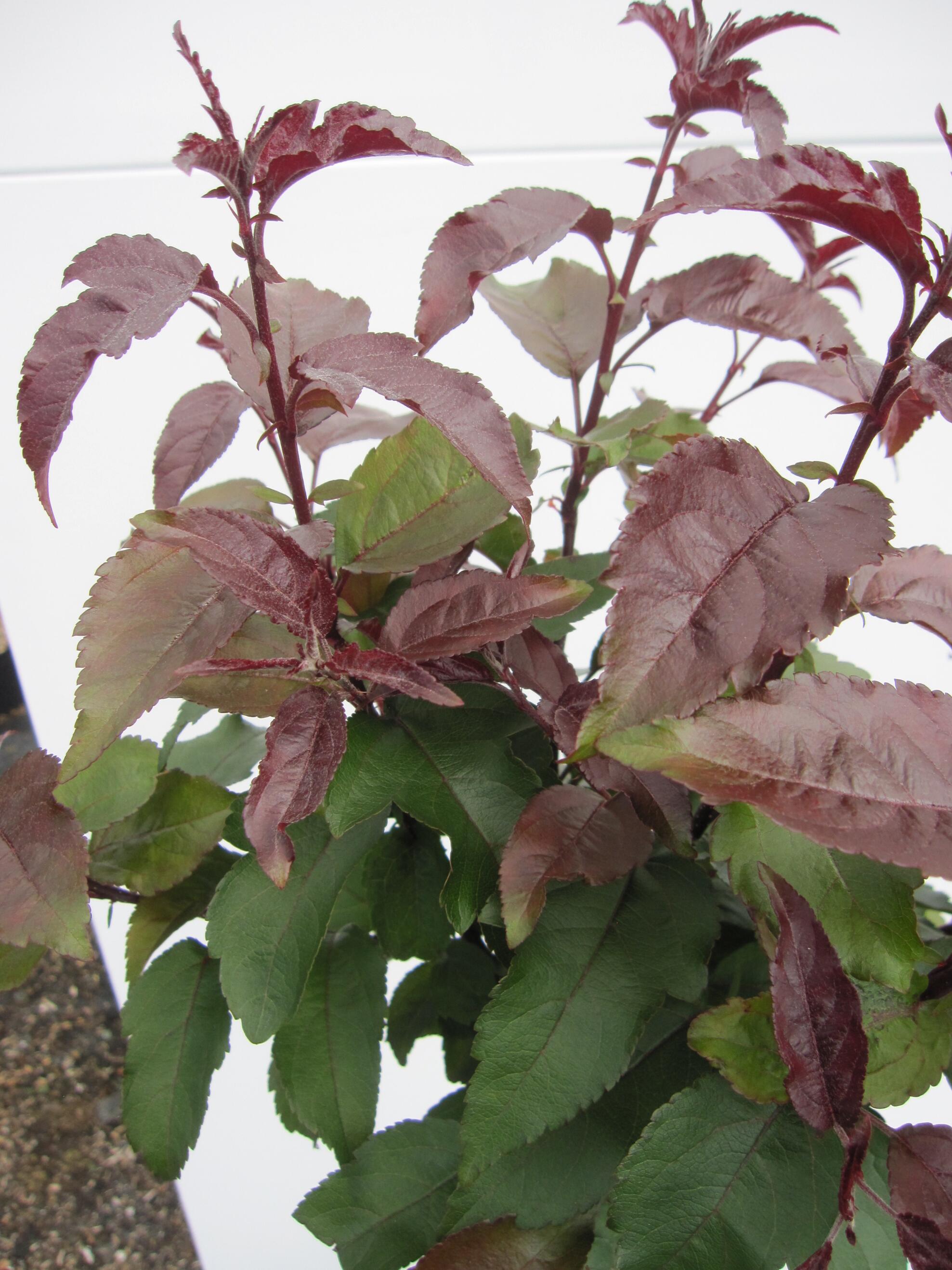 Hochstamm Zierapfel Dark Rosaleen - Malus Dark Rosaleen - Stamm 80cm ...
