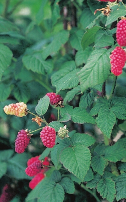 Beerenobst Rubus loganobaccus Loganbeere (50 cm) - Himbeere x Brombeere ...