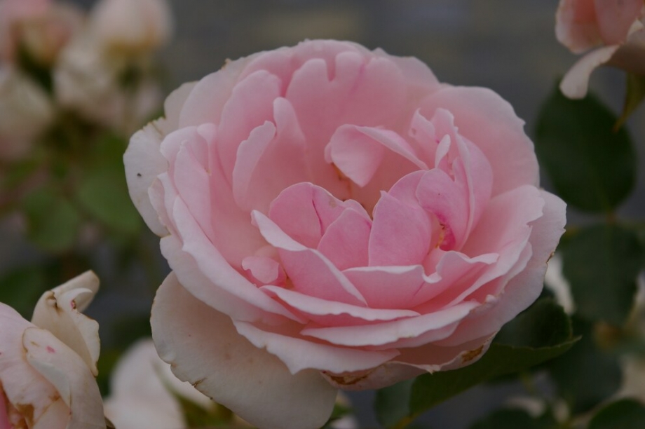Beetrose Ballade® - Rosa Ballade® - hellrosa - Duft++ - Tantau-Rose mit ...
