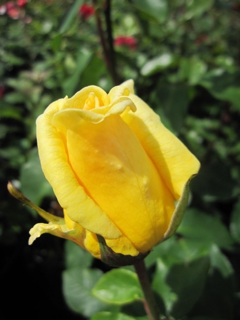 Edelrose Marco Polo® - Rosa Marco Polo® - Teehybride - goldgelb - Duft++++