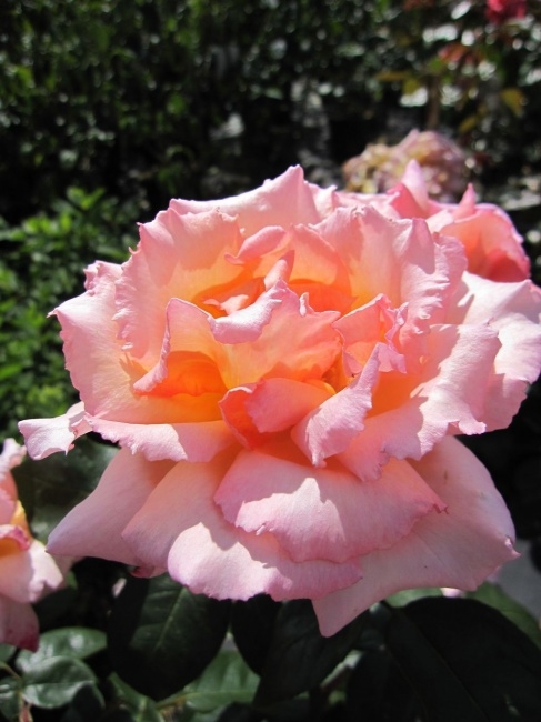 Kletterrose Compassion® - Rosa Compassion® - lachsorange - Duft+ ...