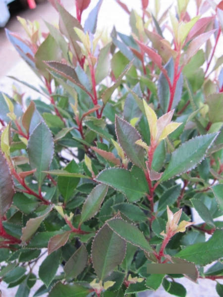 Photinia fraseri Chico - Glanzmispel Chico