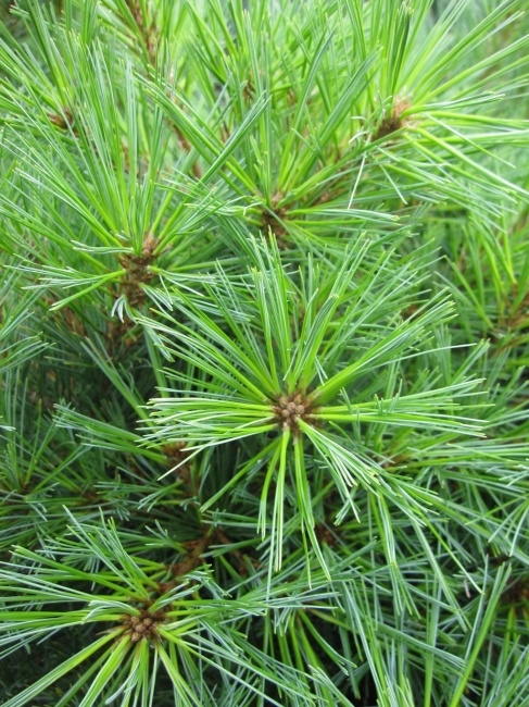 Pinus strobus Minima - Weymouth-Kiefer Minima