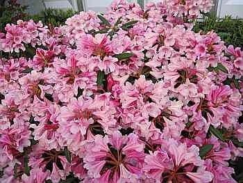 Rhododendron yakushimanum Dear Barbara - 25 - 30 cm