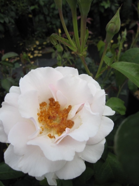 Rosa Maria Mathilda® Miniaturrose Maria Mathilda®