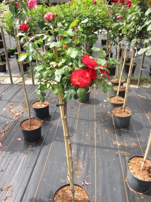 Rosa Stromboli® - Hochstammrose Stromboli® Stammrose dunkelrot Duft+