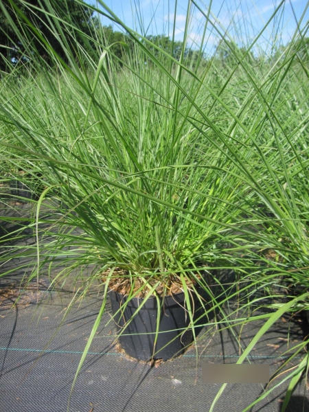 Lampenputzergras Magic - Pennisetum alopecuroides Magic