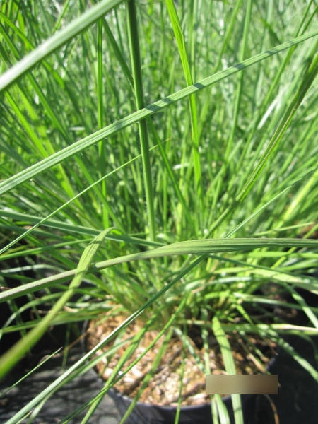 Lampenputzergras Magic - Pennisetum alopecuroides Magic